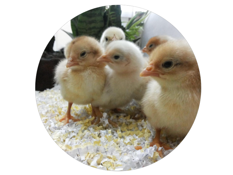 Philippine Native Chicken